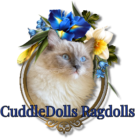 CuddleDolls Contract - CuddleDolls Ragdolls