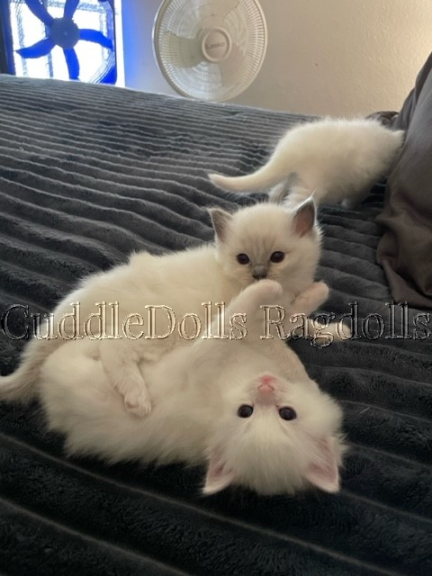 Available Ragdoll Kittens - CuddleDolls Ragdolls