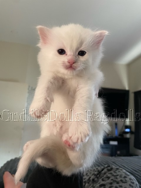 Available Ragdoll Kittens - CuddleDolls Ragdolls