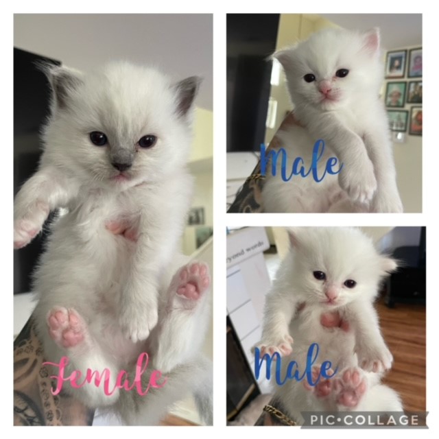 Available Ragdoll Kittens - CuddleDolls Ragdolls